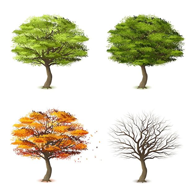 Seasonal tree variations showing flowering and leaf loss across ...